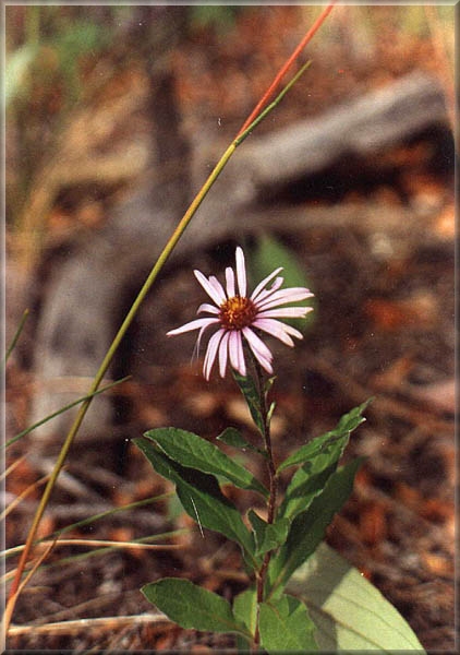 Alaskan Purpleflower Photo